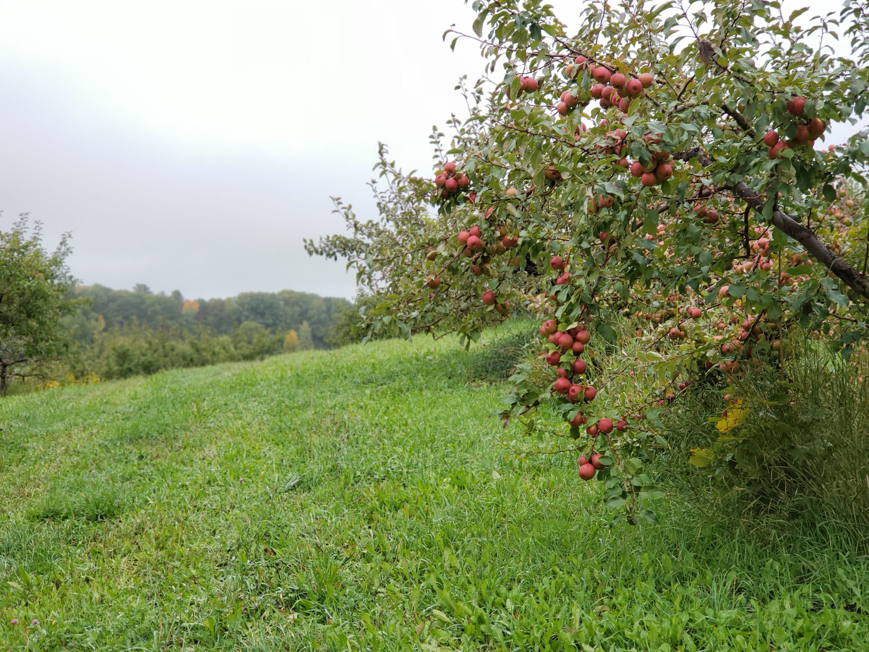 Orchard – Hauser's Superior View Farm