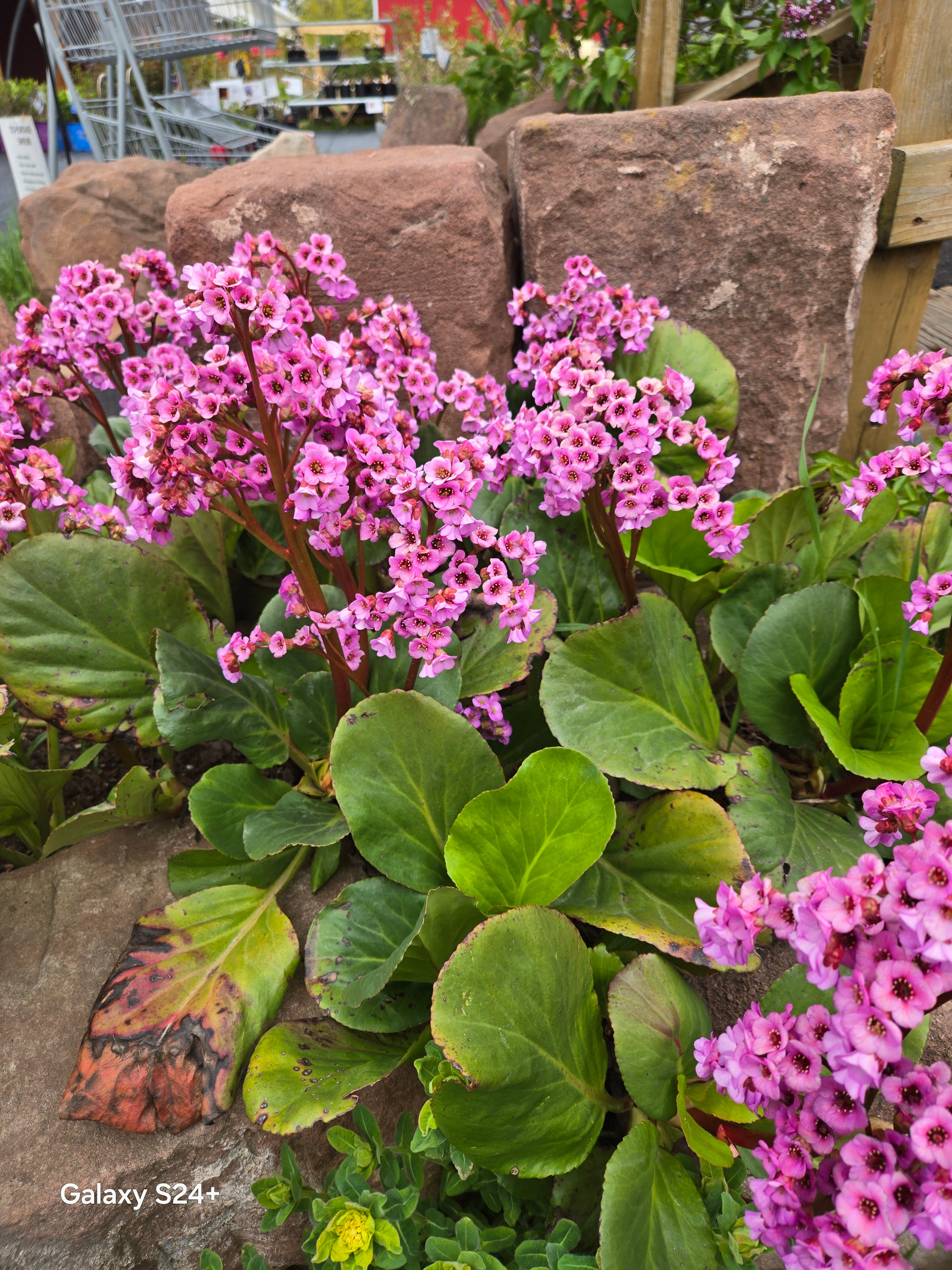 Bergenia - Rose – Hauser's Superior View Farm