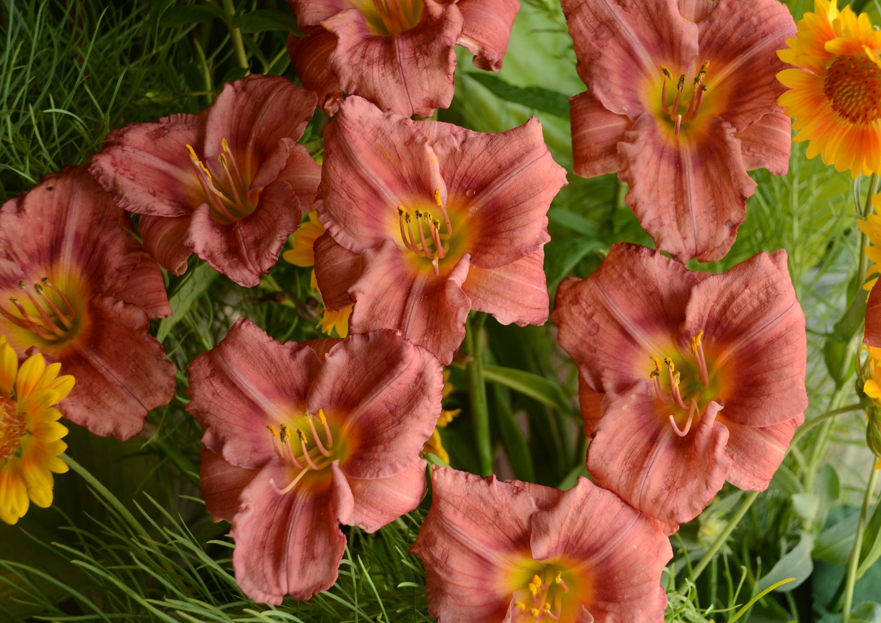 Daylily - Rosy Returns – Hauser's Superior View Farm