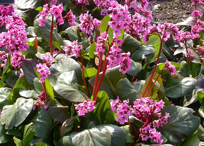 Bergenia - Rose – Hauser's Superior View Farm