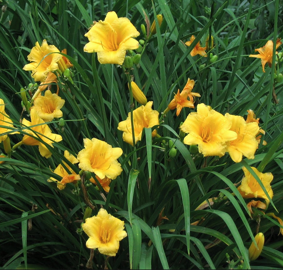 Daylily - Stella D'Oro – Hauser's Superior View Farm