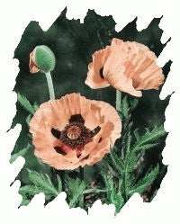 Poppy, Oriental - Princess Victoria Louise – Hauser's Superior View Farm
