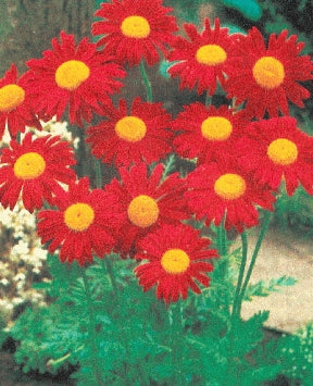 Pyrethrum (Painted Daisy) - Kelaway Red – Hauser's Superior View Farm